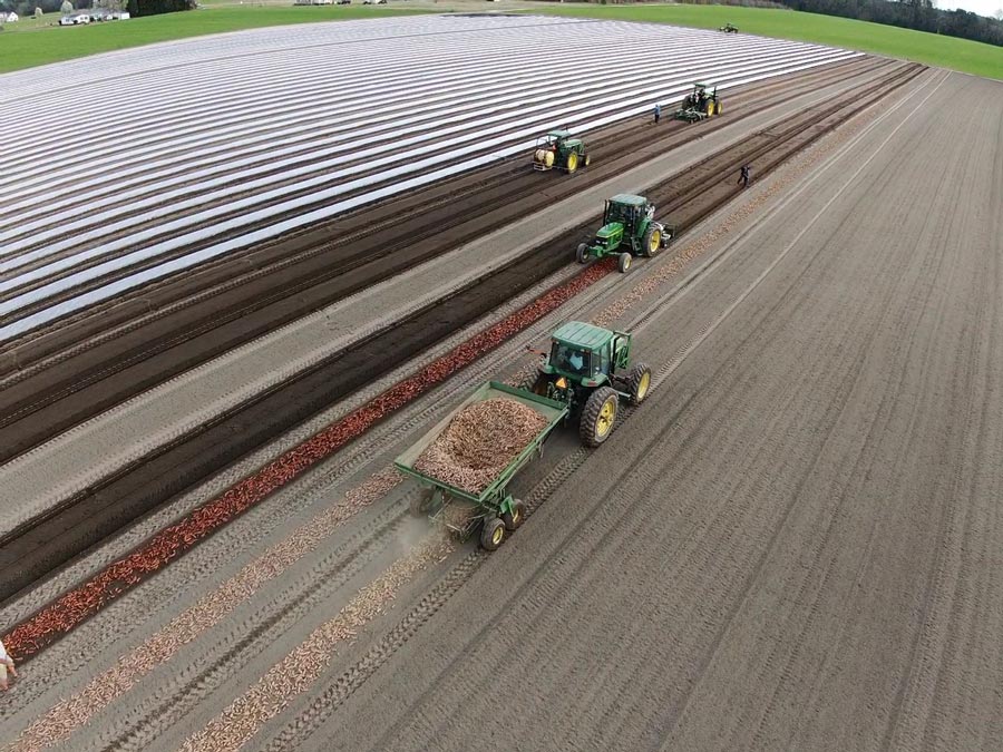J. Roland Wood Farms introduces new microwavable sweet potatoes ...