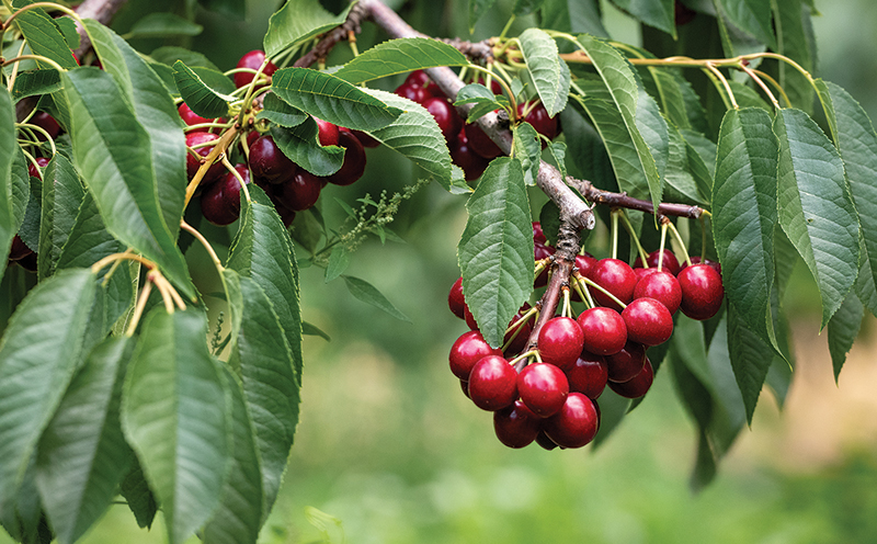 Northwest cherry growers prepare for a promising season | Produce News
