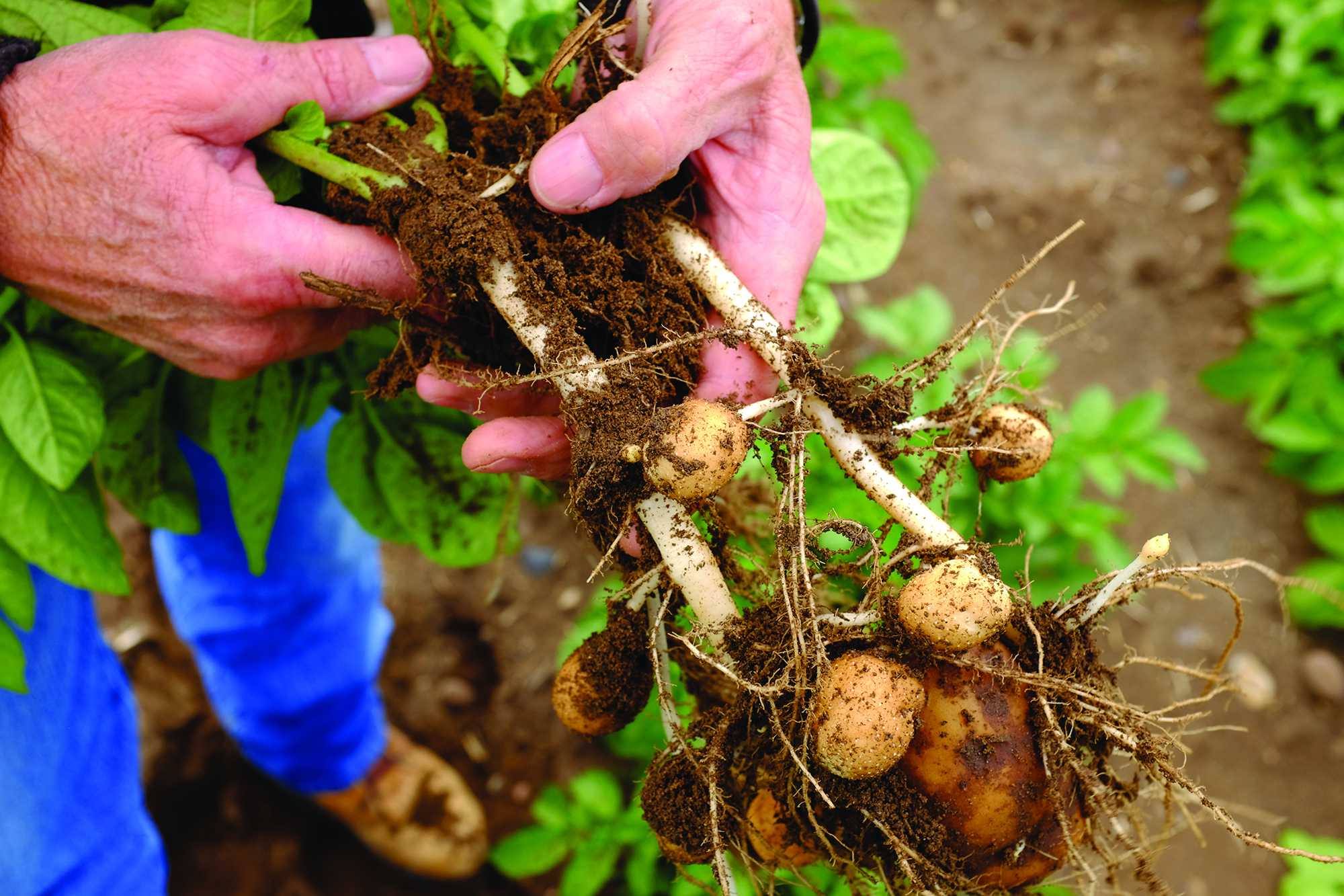Wada Farms anticipates more growth in organic potato market | Produce News
