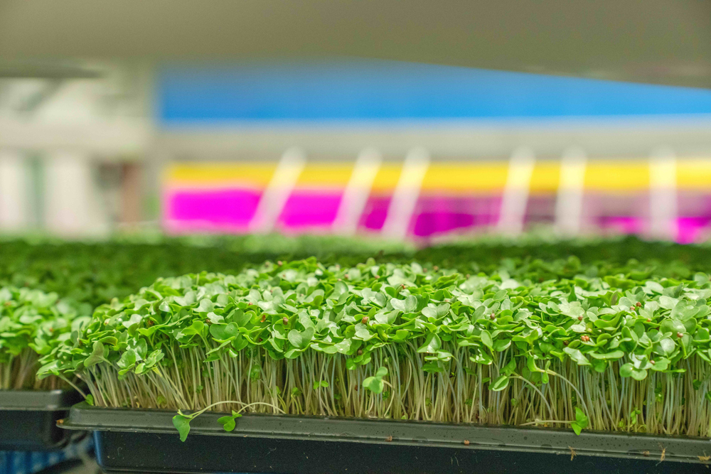 GoodLeaf Farms to expand across Canada | Produce News