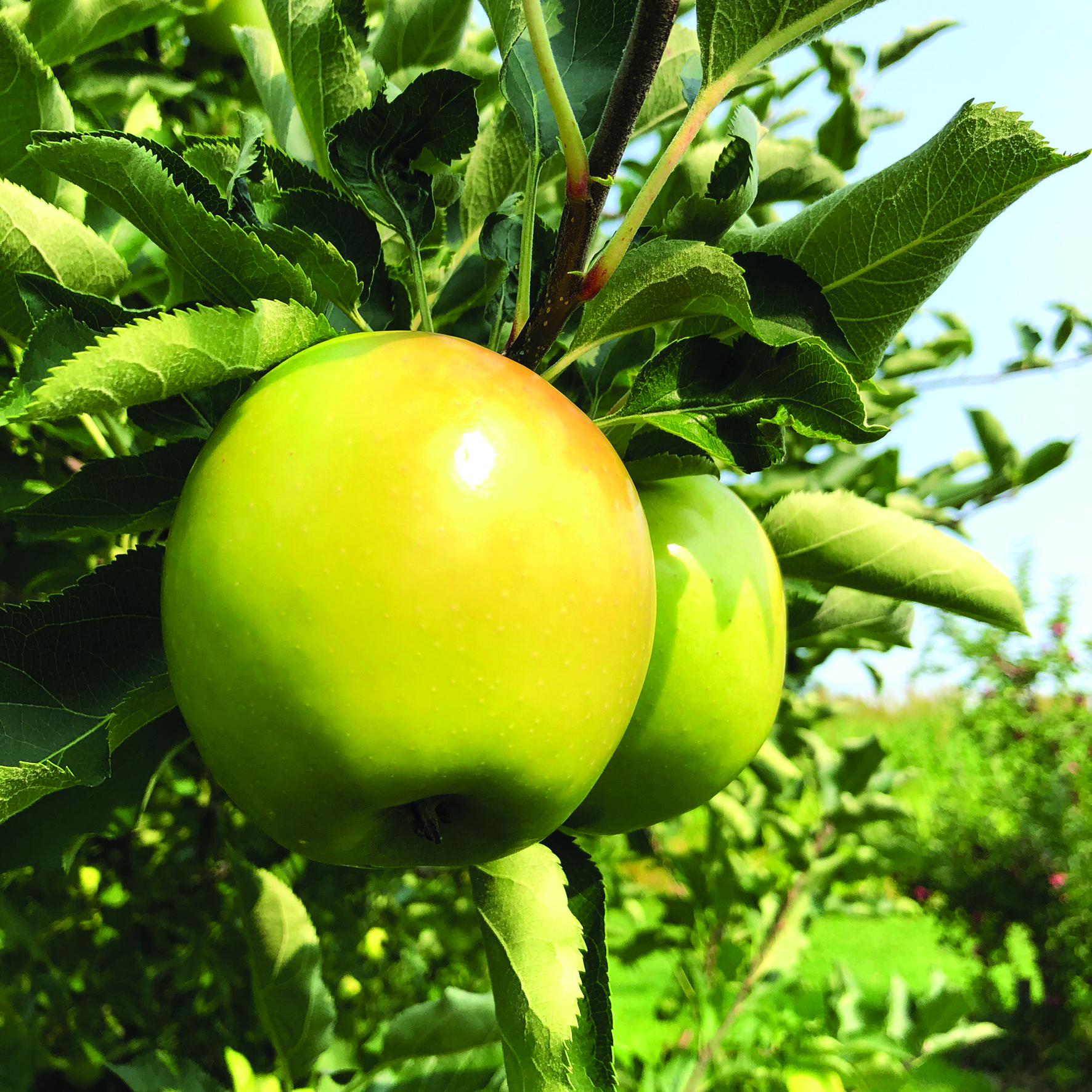 New York Apple Association prepares for strong 2025 harvest season ...