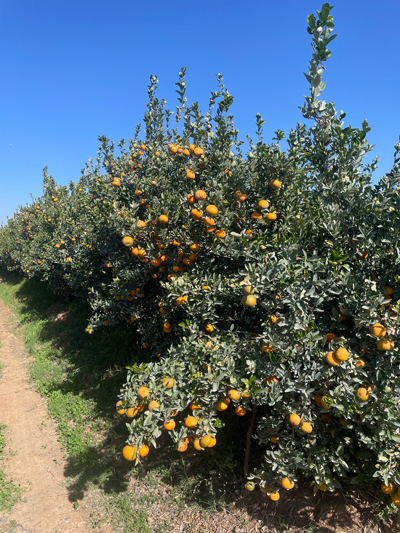 Salix strengthens partnerships in Moroccan citrus industry | Produce News
