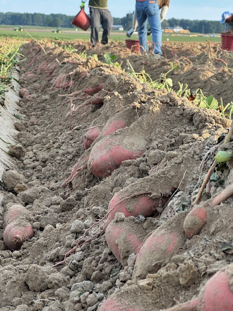Vick Family Farms welcomes return to normal yields, quality for North ...