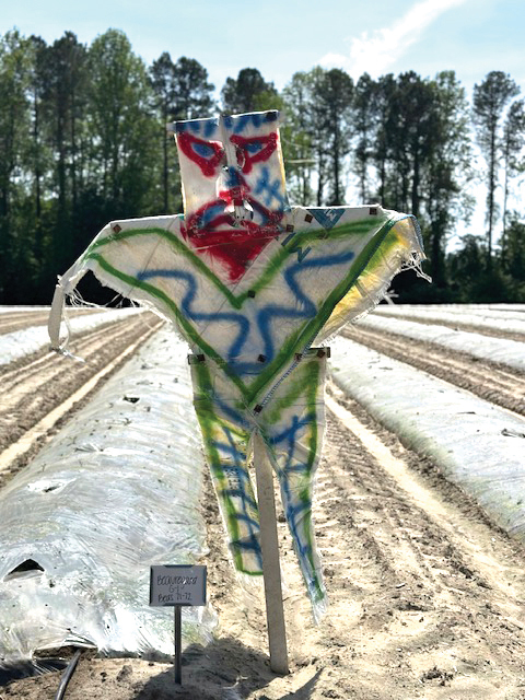 Vick Family Farms expanding with sweet corn | Produce News