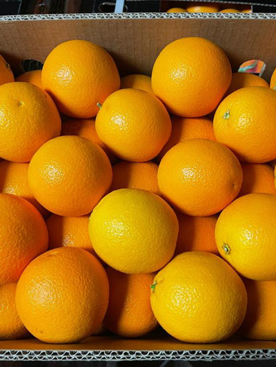 Salix Fruits to showcase innovation and global reach at Fruit ...
