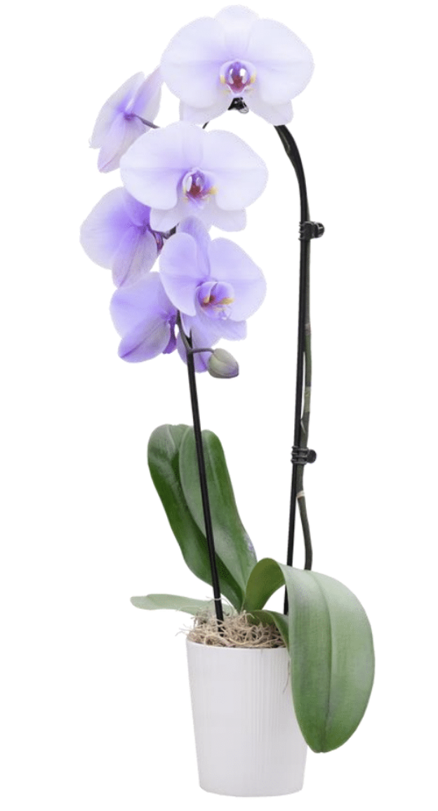 Westerlay Orchids’ new offerings at the IFPA’s Global Produce and ...