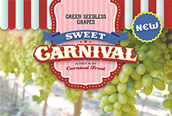 Sunview introducing Sweet Carnival grapes | Produce News