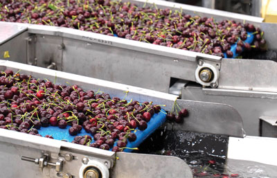 Stemilt looks for June start, larger fruit for NW cherries | Produce News
