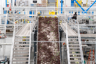 Stemilt makes cherry packing the ultimate experience | Produce News