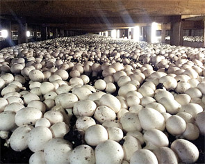 Mushroom industry heading for record-breaking year | Produce News