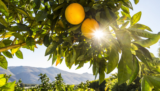 South Africa citrus industry meets for planning session, unveils new ...