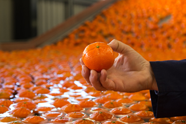 Summer Citrus from South Africa's first fruit arrives in the U.S ...