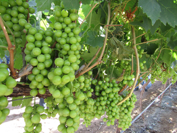 Mexican grape estimate brings plenty for promotions | Produce News
