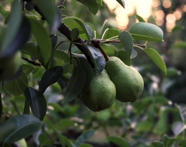 Northwest pears bounce back from last year's small crop | Produce News
