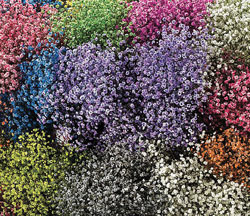 Ecuadorian Baby’s Breath — 30 years of evolution | Produce News