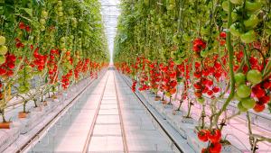 Merger of industry leaders brings together organicgirl, Braga and Dole ...